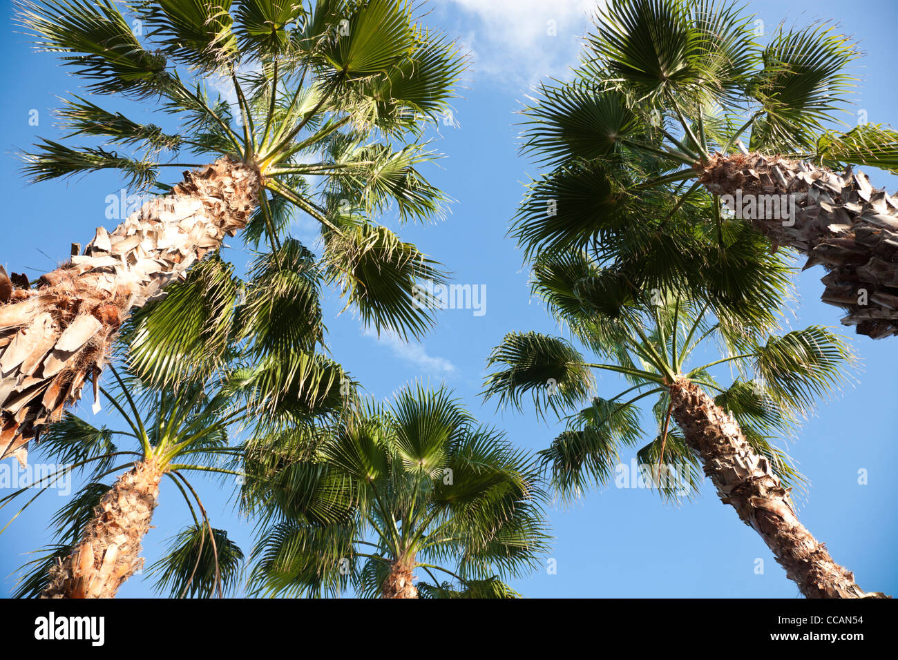 Palms - looking up. Seen in Miami Stock Photo - Alamy
