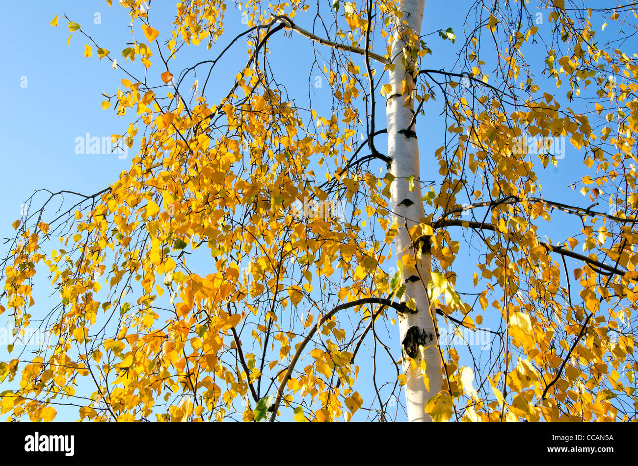 Yellow birch hi-res stock photography and images - Alamy