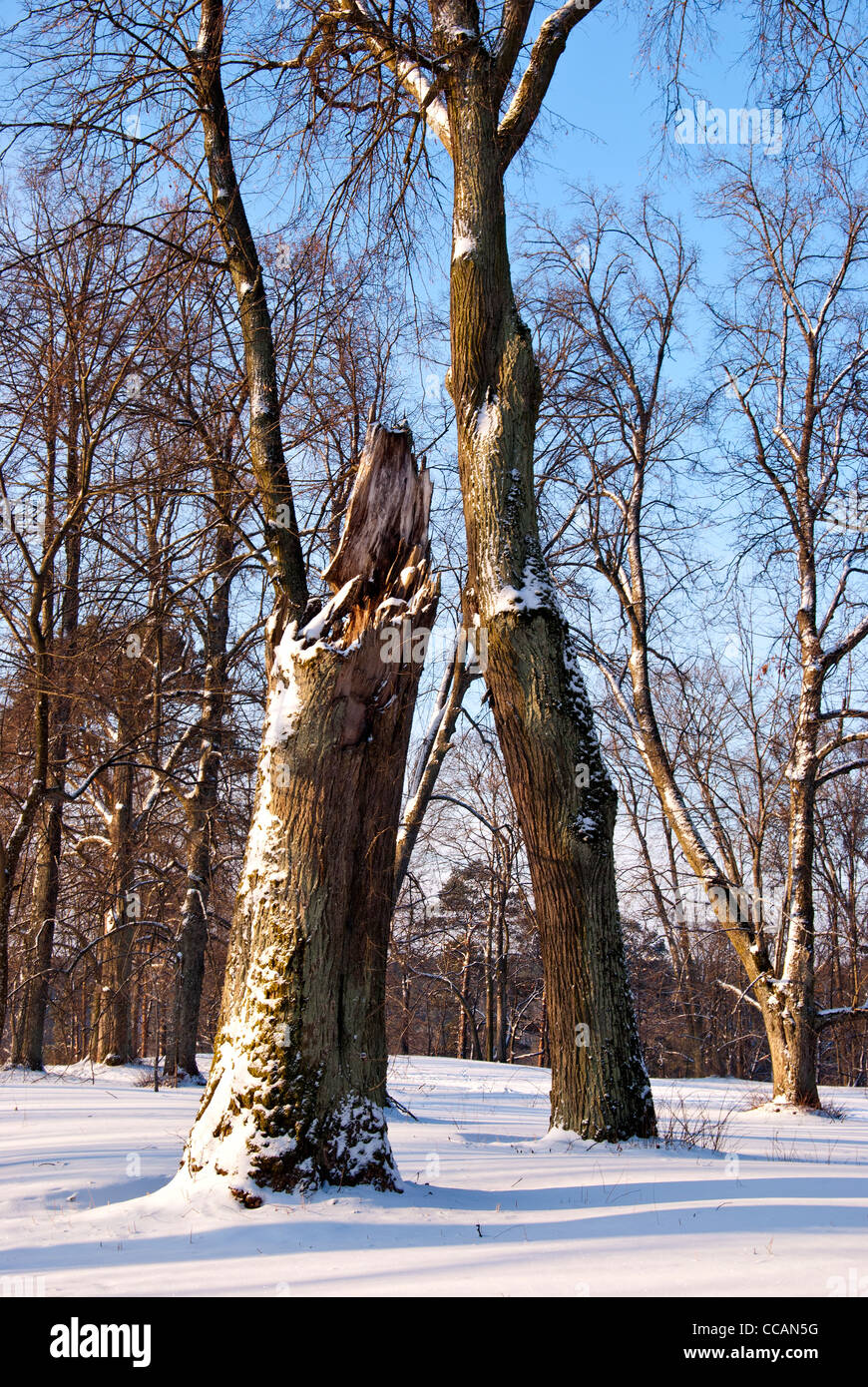 Broken beech trunk hi-res stock photography and images - Alamy