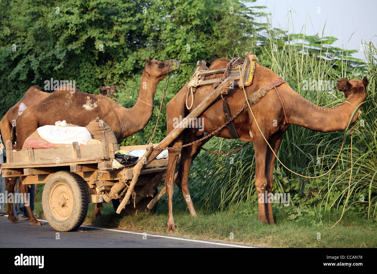 Camel Car Camel Gebruikt | Auto Gebruikt | Mobile.de