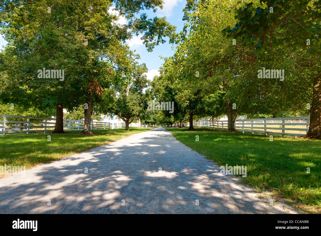 Tree lined alley Stock Photo - Alamy