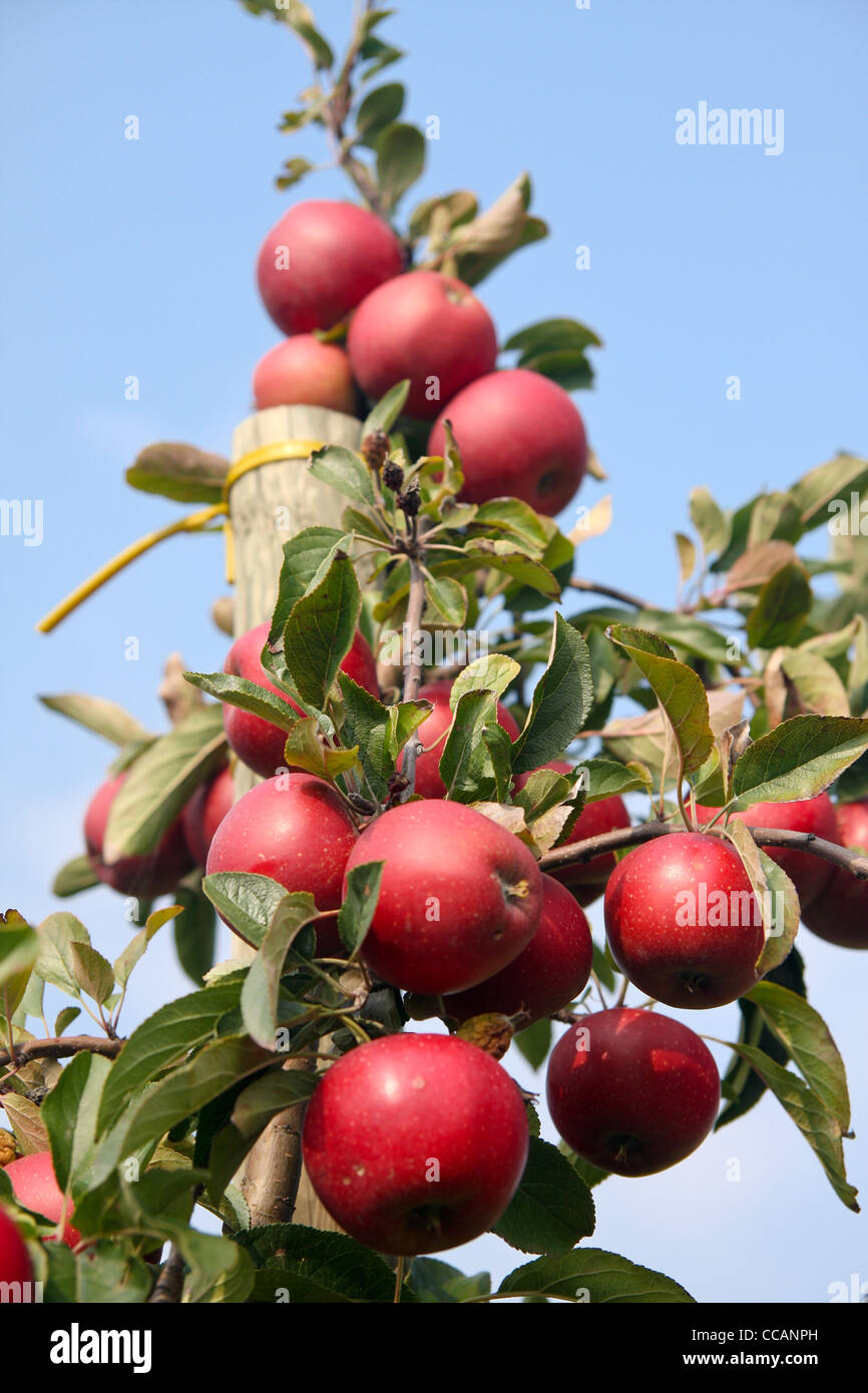 View of apple trees in the region called "Altes Land", near of Hamburg ...