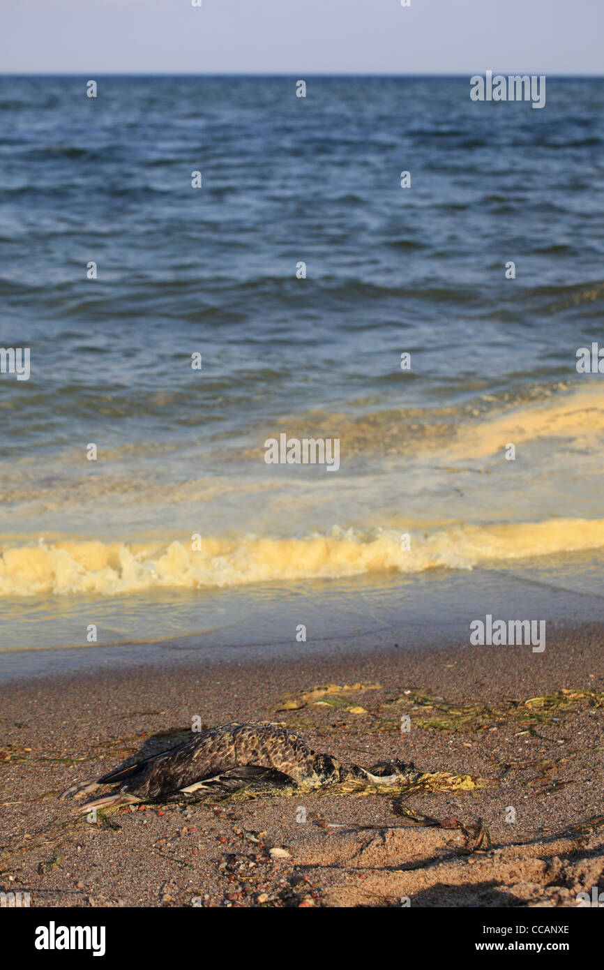 accident animal bird body carcass coast coastal crude dead death dirty ...