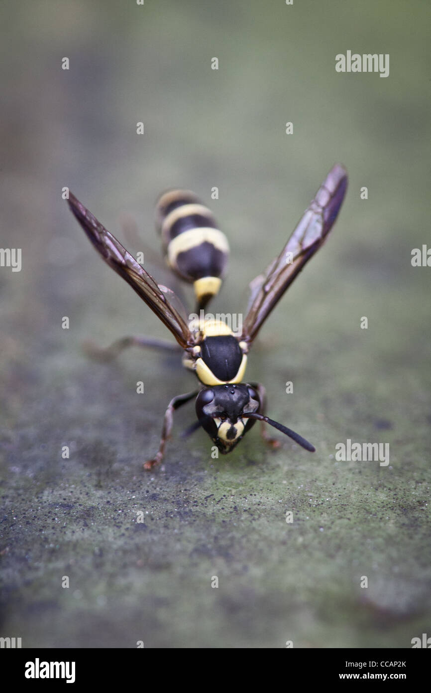 Mason wasp (Potter wasp), Eumeninae, near Penonome, Cocle province ...