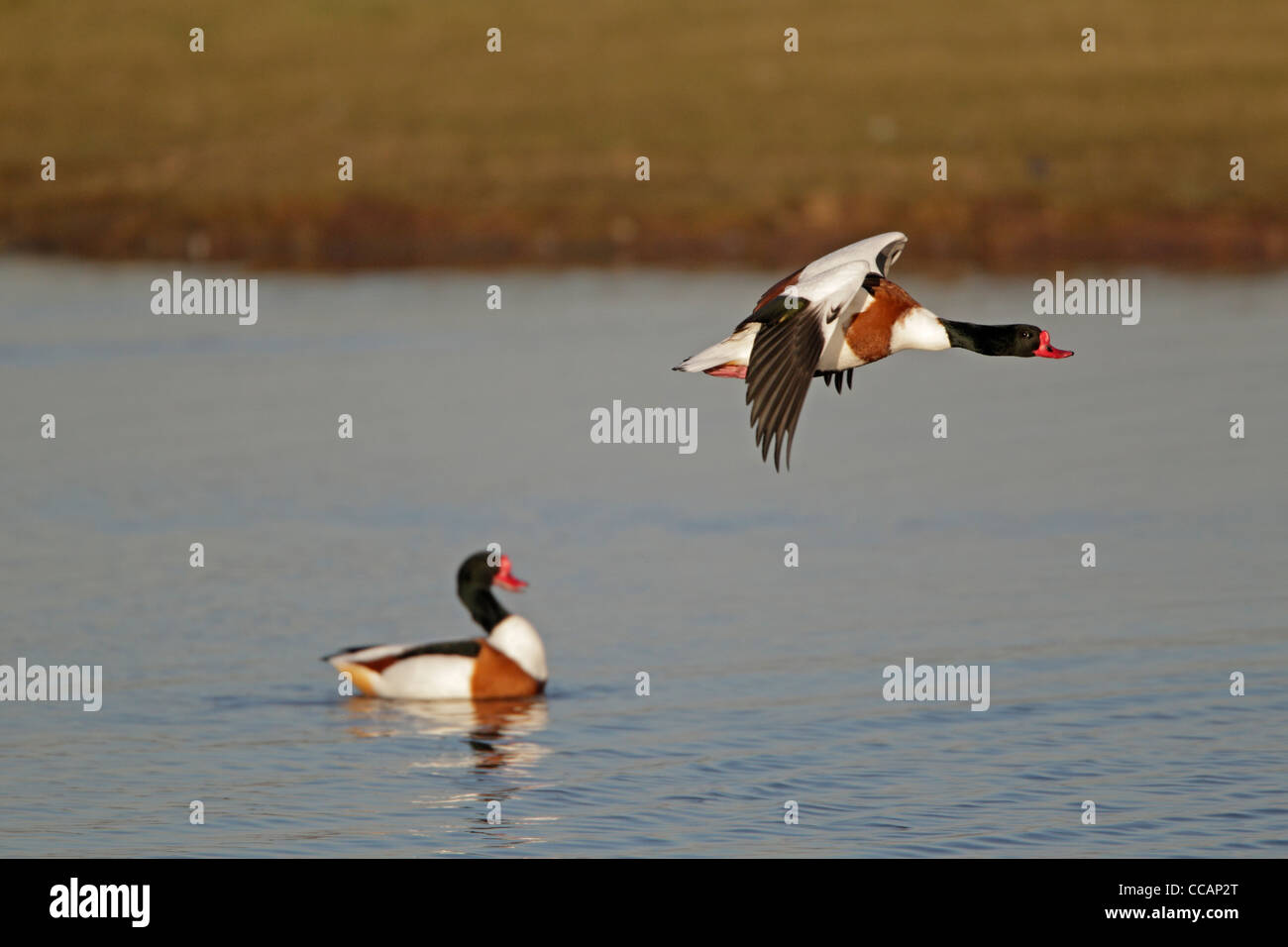 Common shelduck in flight hi-res stock photography and images - Alamy