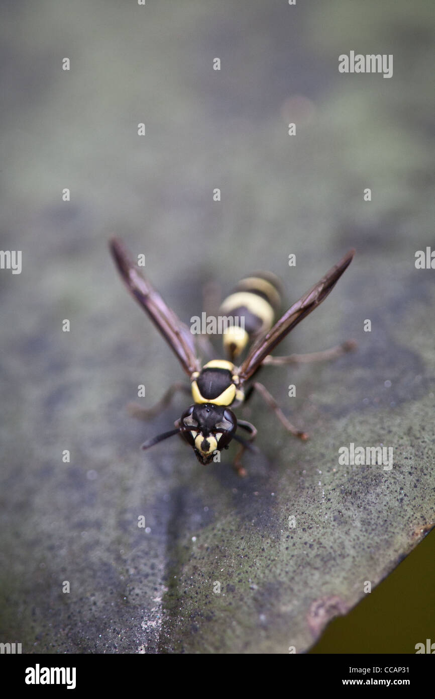 Mason wasp (Potter wasp), Eumeninae, near Penonome, Cocle province ...