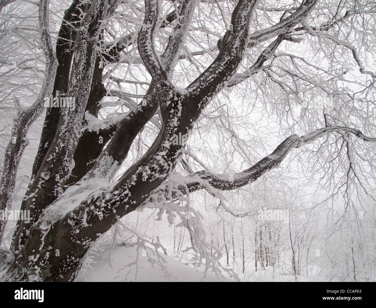 Beech with fog and frost hi-res stock photography and images - Alamy