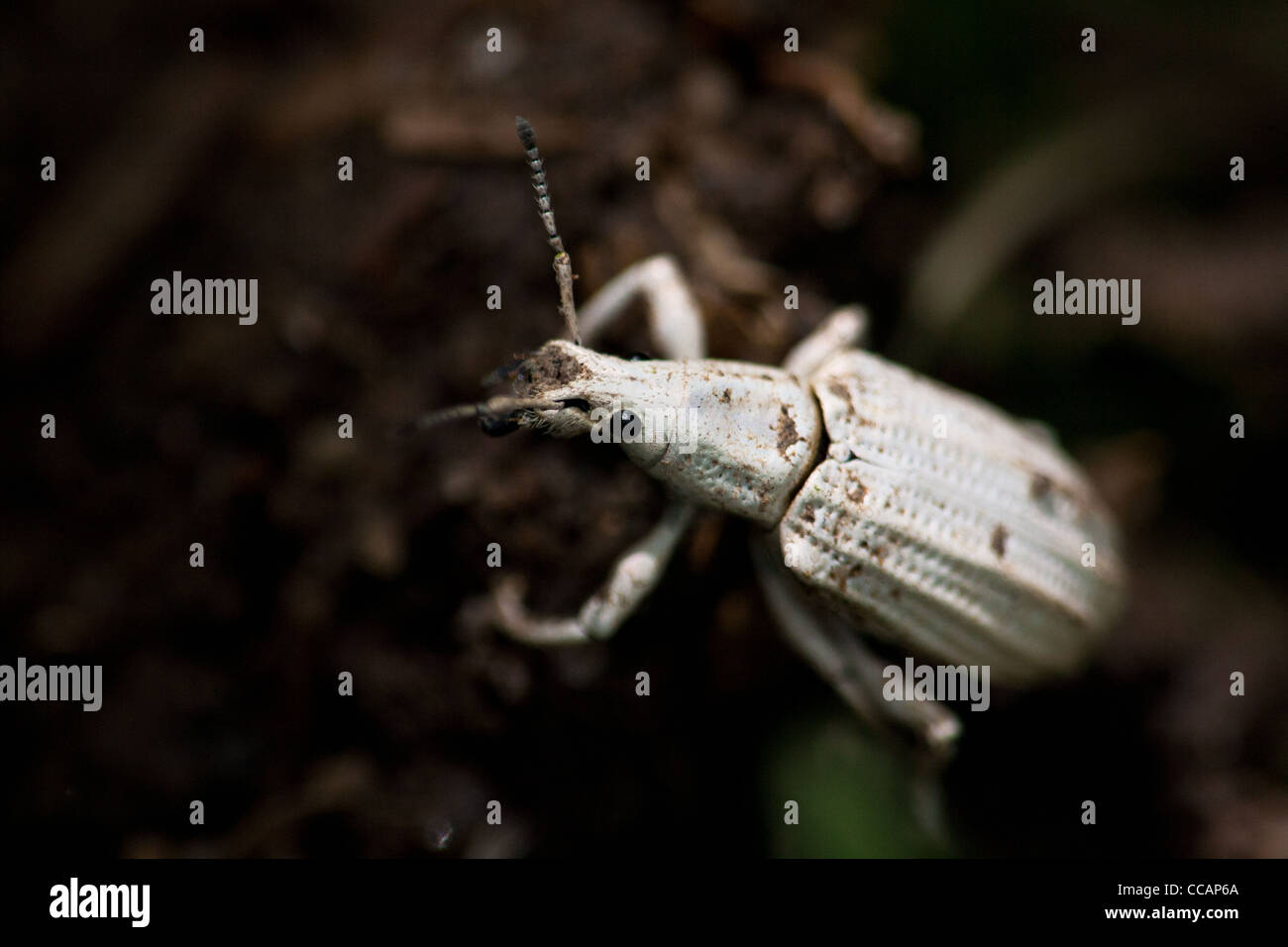 Macro photo of a White weevil beetle, Artipus floridanus, in the Cocle ...