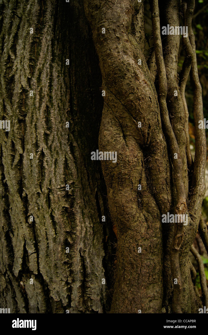 Plant climbing at at rainforest tree trunk hi-res stock photography and ...