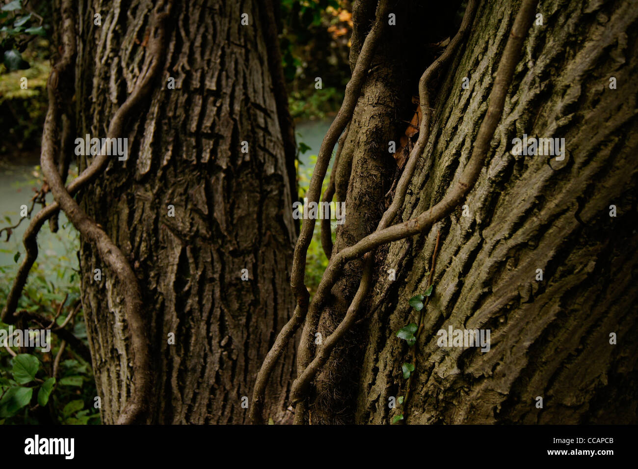 Plant climbing at at rainforest tree trunk hi-res stock photography and ...
