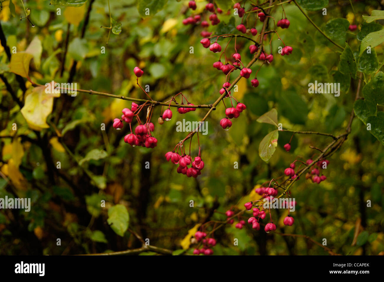 Spindle berries hi-res stock photography and images - Alamy