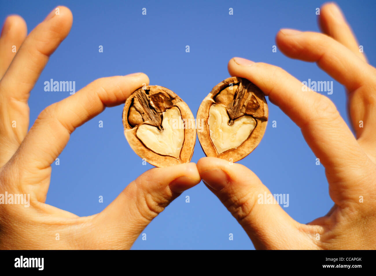 Two hands holding a heart shaped walnut on a blue sky background Stock ...