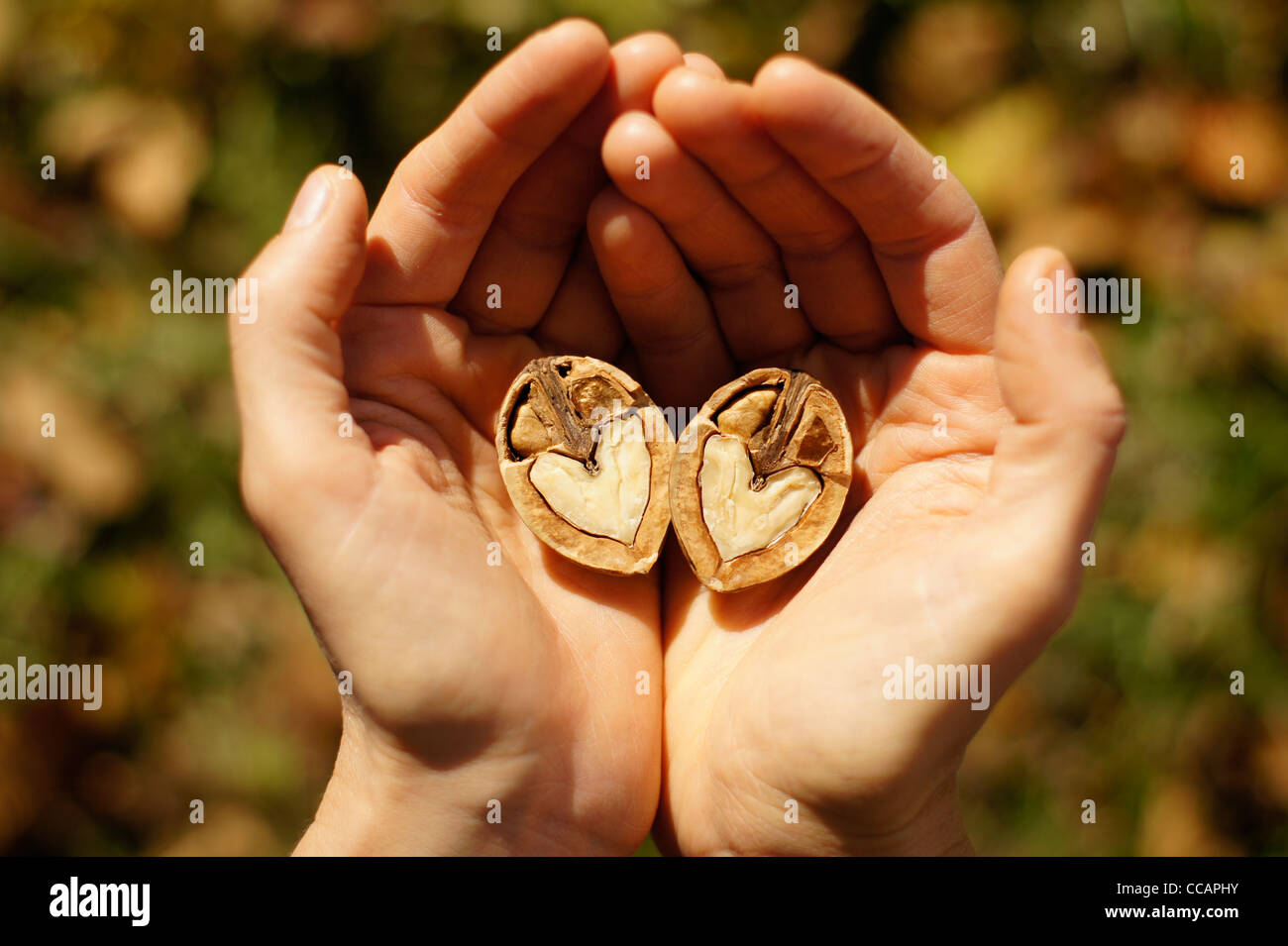 A walnut divided in two with a heart shaped nut hold with love and care ...