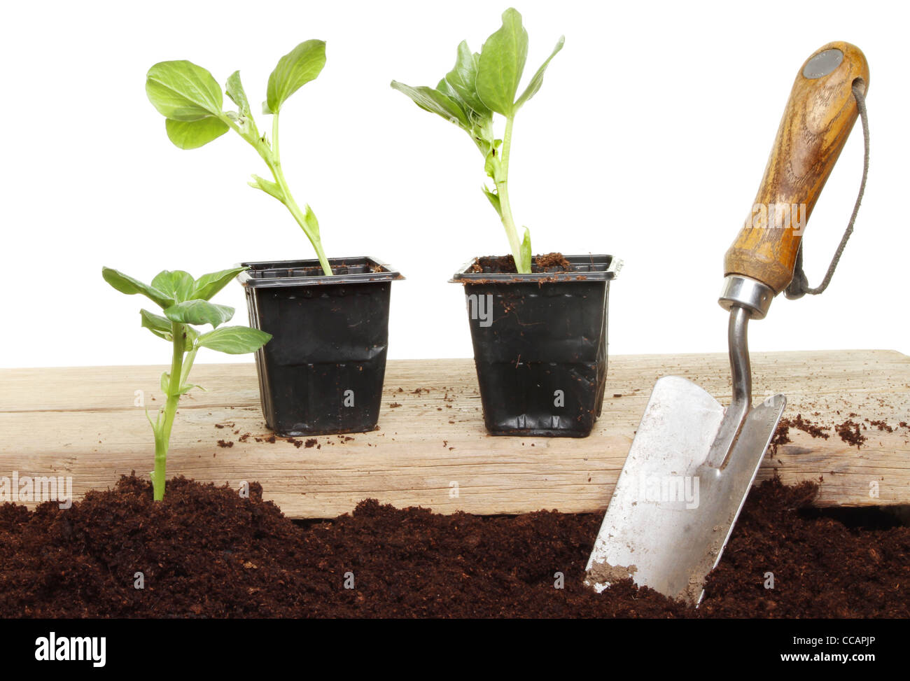 Planting vegetable seedlings from a wooden board into soil Stock Photo ...
