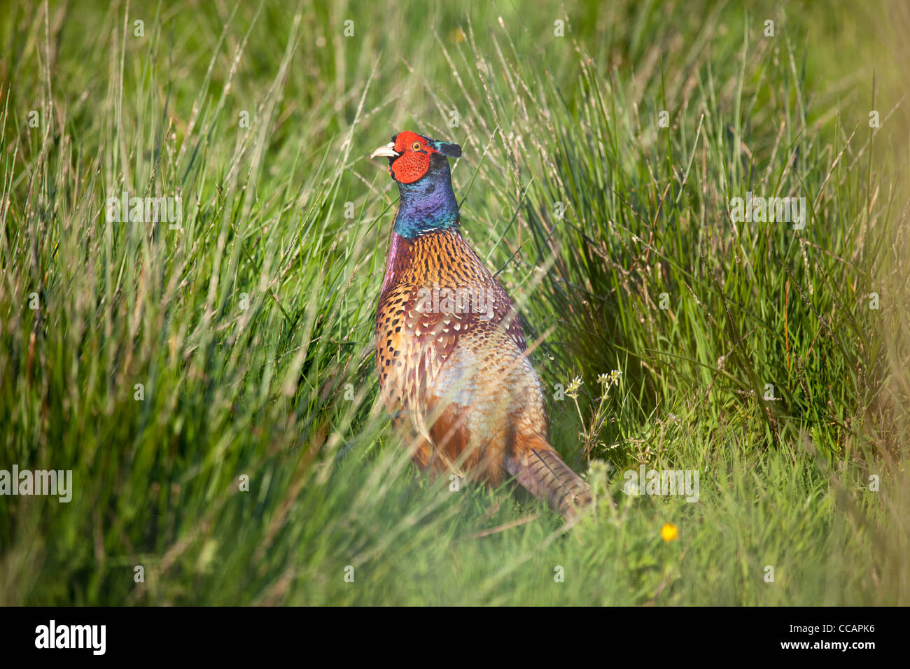 Irish game birds hi-res stock photography and images - Alamy