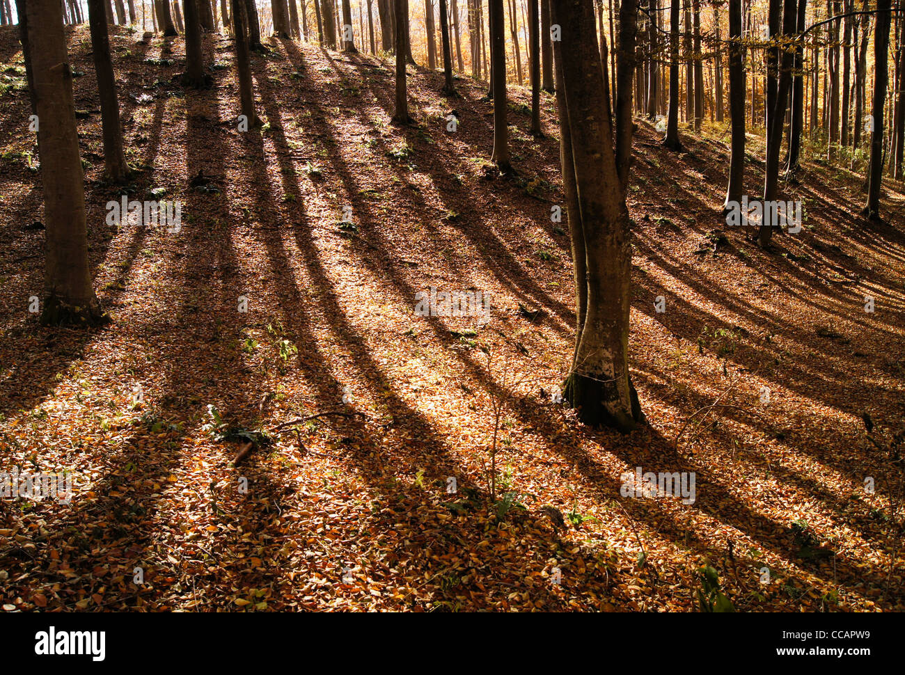Shadows in golden light hi-res stock photography and images - Alamy