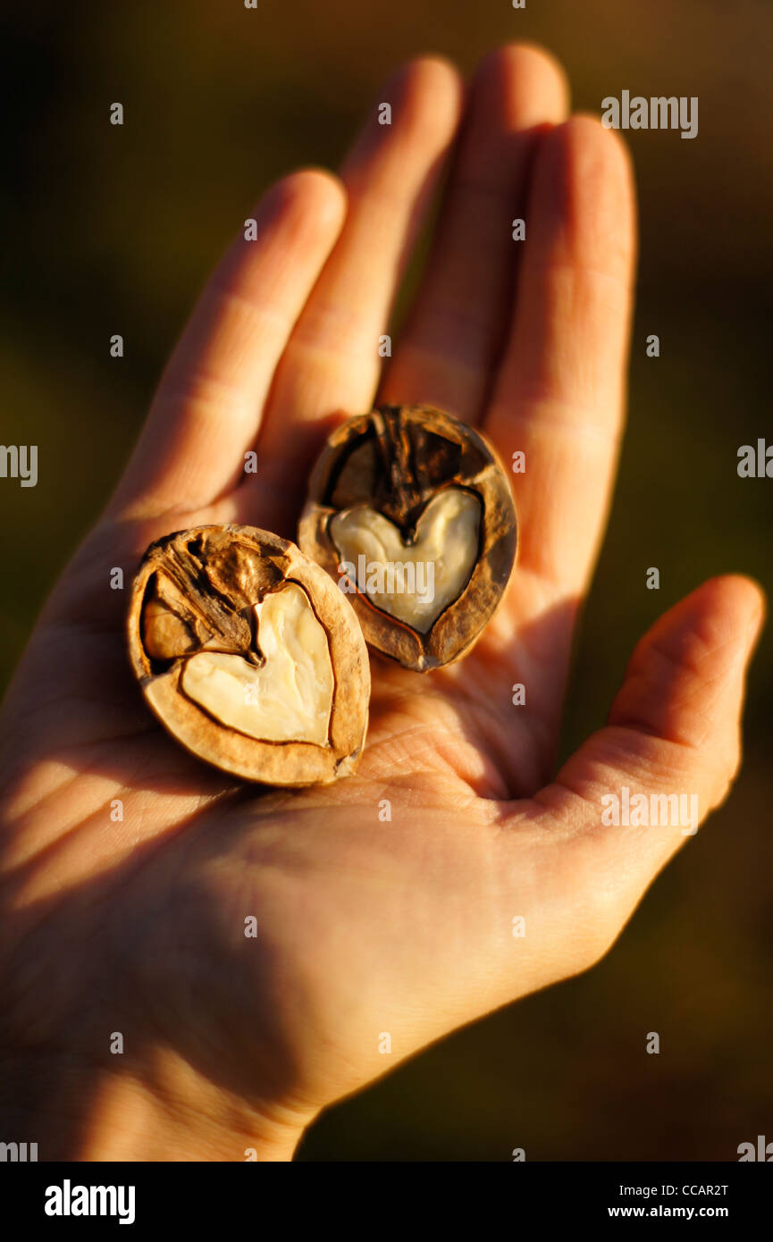 Walnuts in the palm hi-res stock photography and images - Alamy