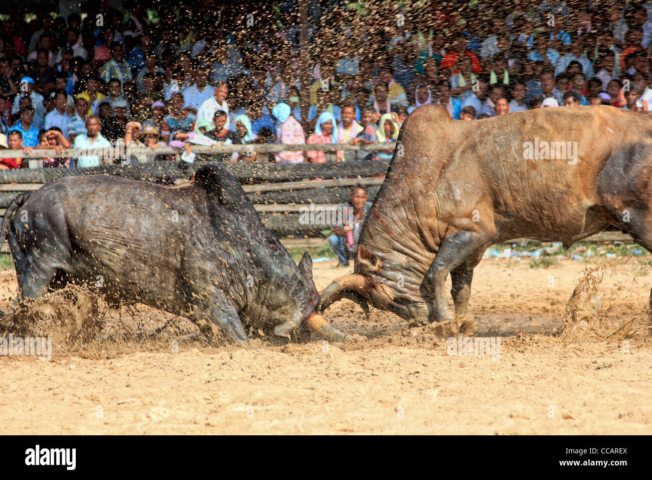 Bull Fighting, Thai Style Stock Photo - Alamy