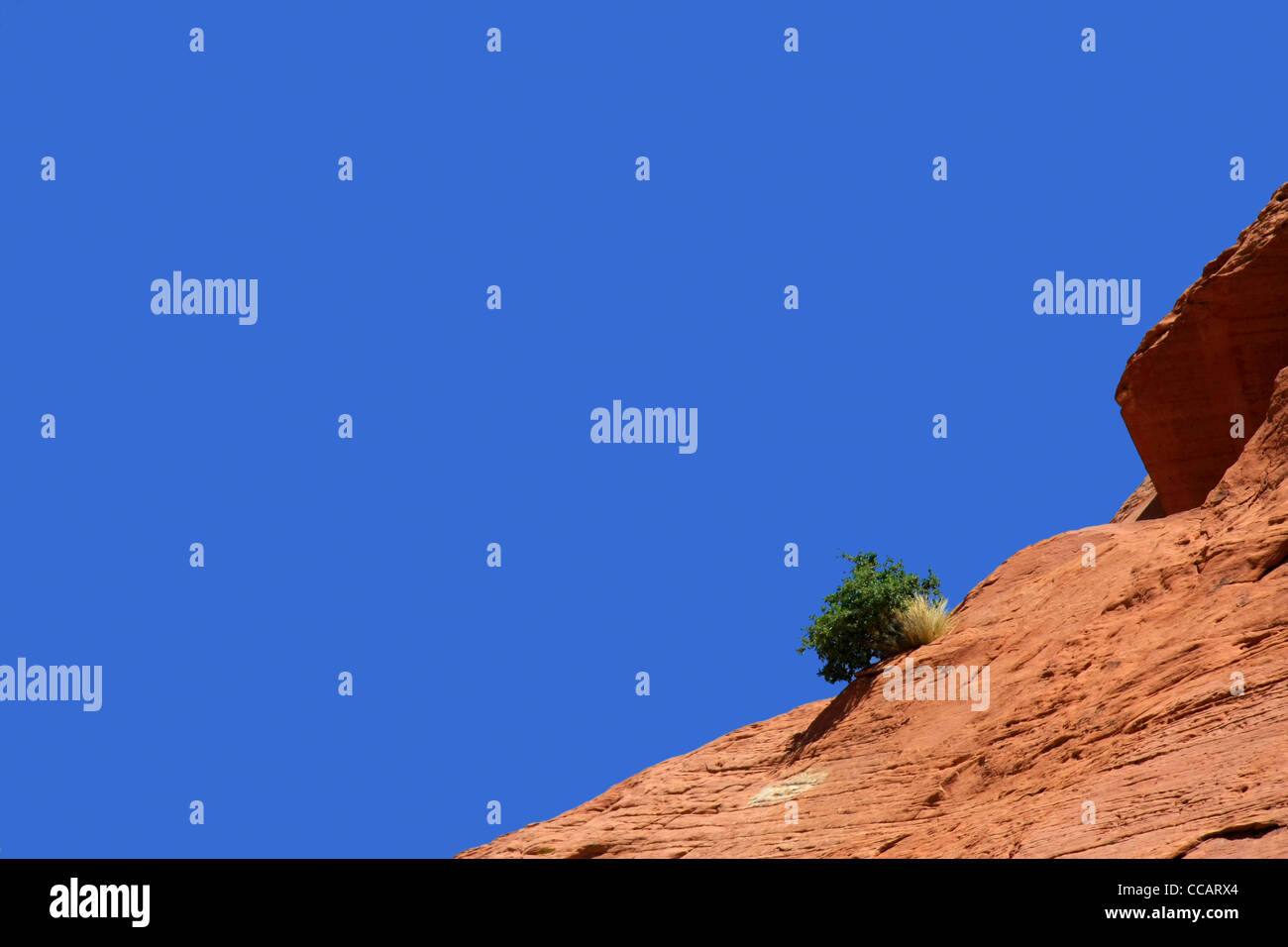 Bush to edge hi-res stock photography and images - Alamy