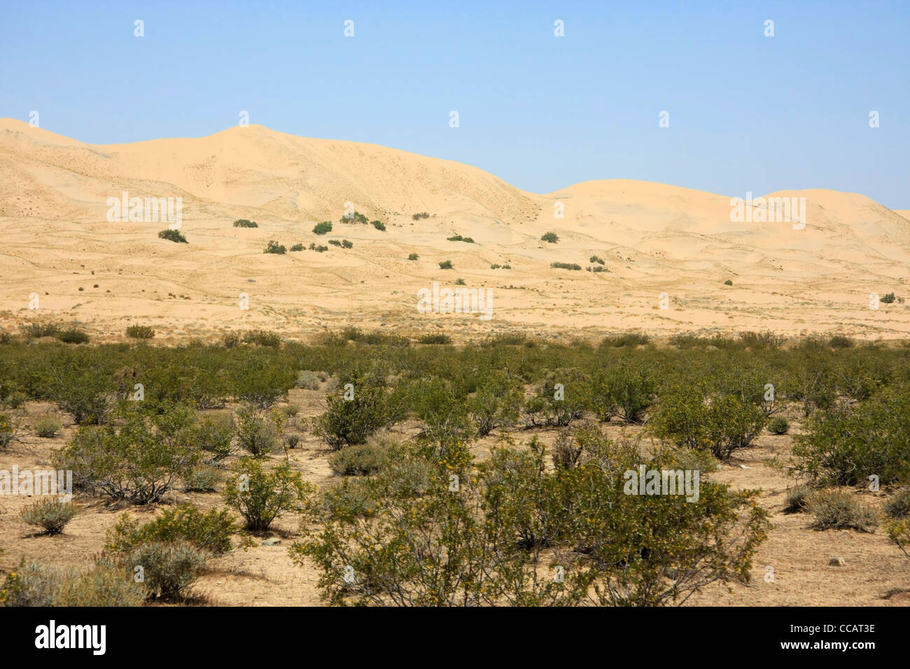 Foreground bushes hi-res stock photography and images - Alamy