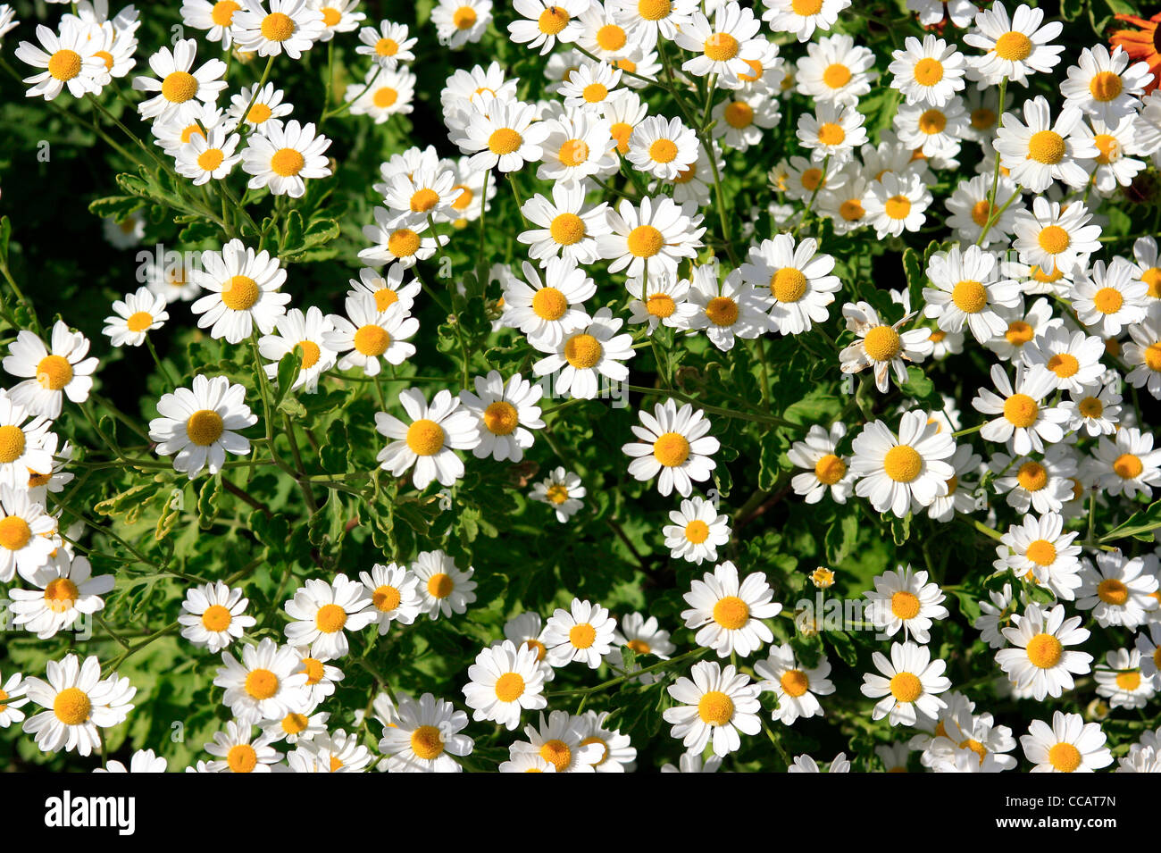 Field of daisies Stock Photo - Alamy