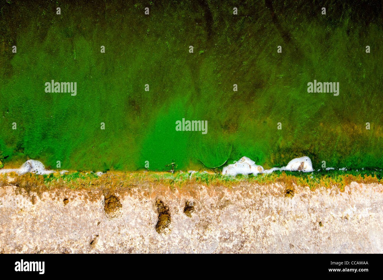 green pond water with algae background and texture Stock Photo - Alamy
