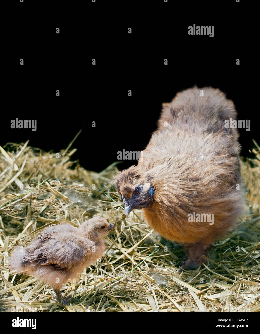 Baby chickens uk hi-res stock photography and images - Alamy