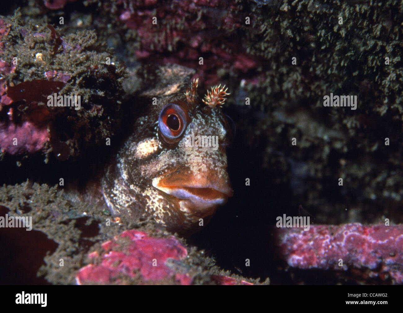 Tompot blenny, Parablennius gattorugine, peering from a rock crevice ...
