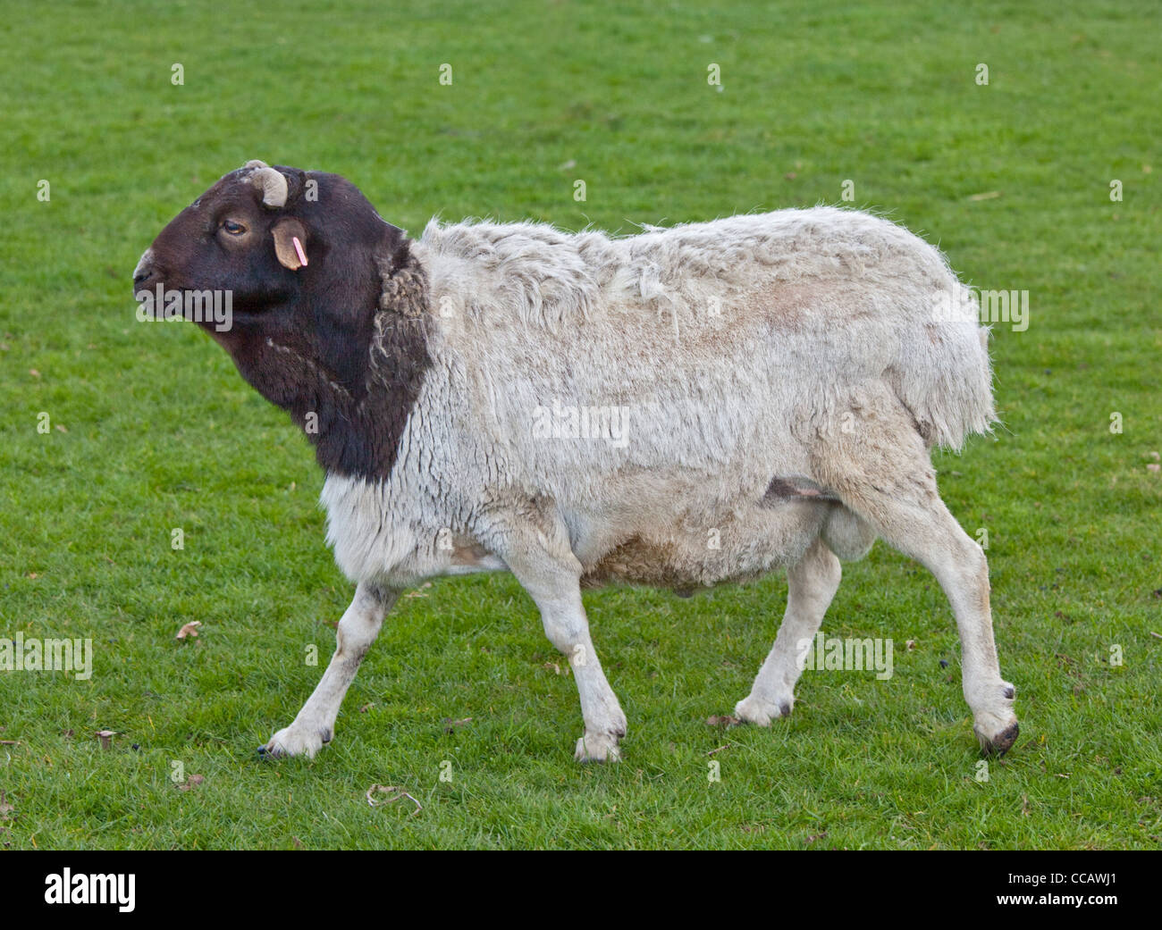 Somali Black Headed Sheep Stock Photo - Alamy