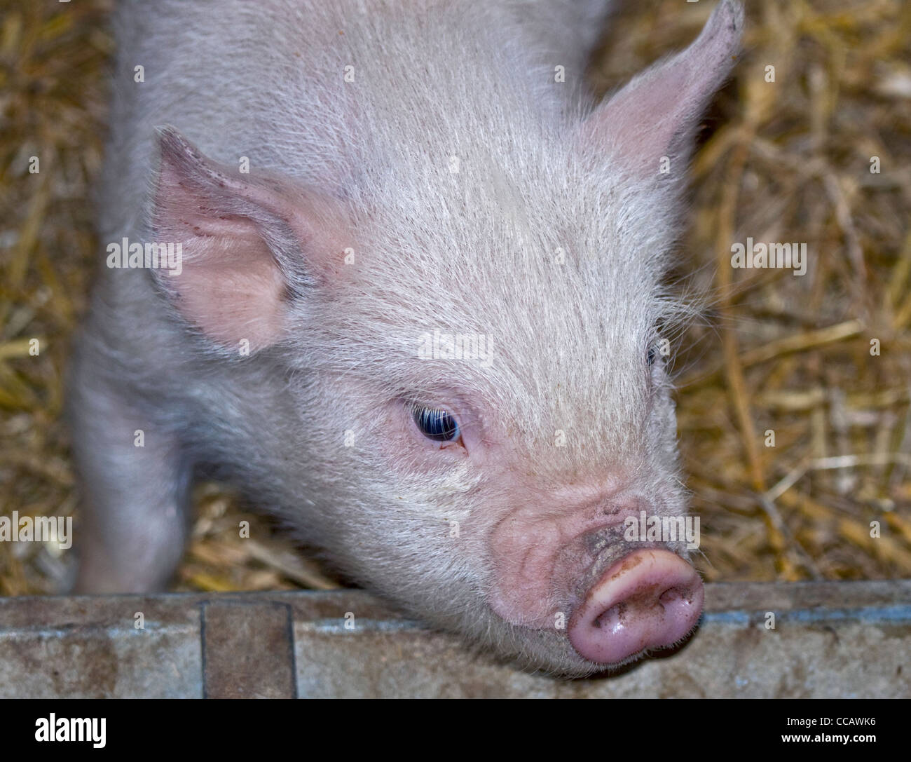 White swine hi-res stock photography and images - Alamy