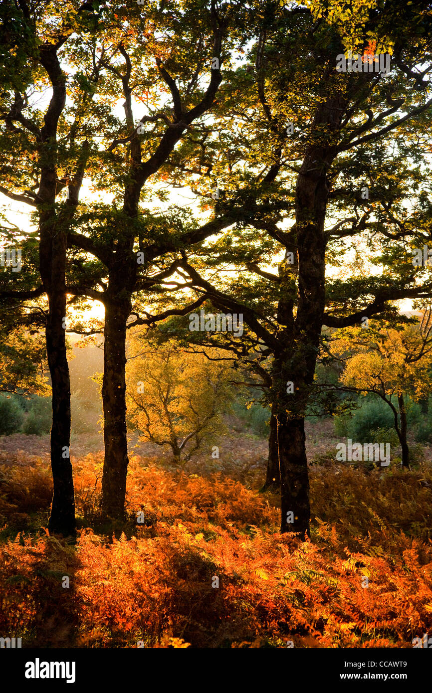 Ancient oak forest of ireland hi-res stock photography and images - Alamy