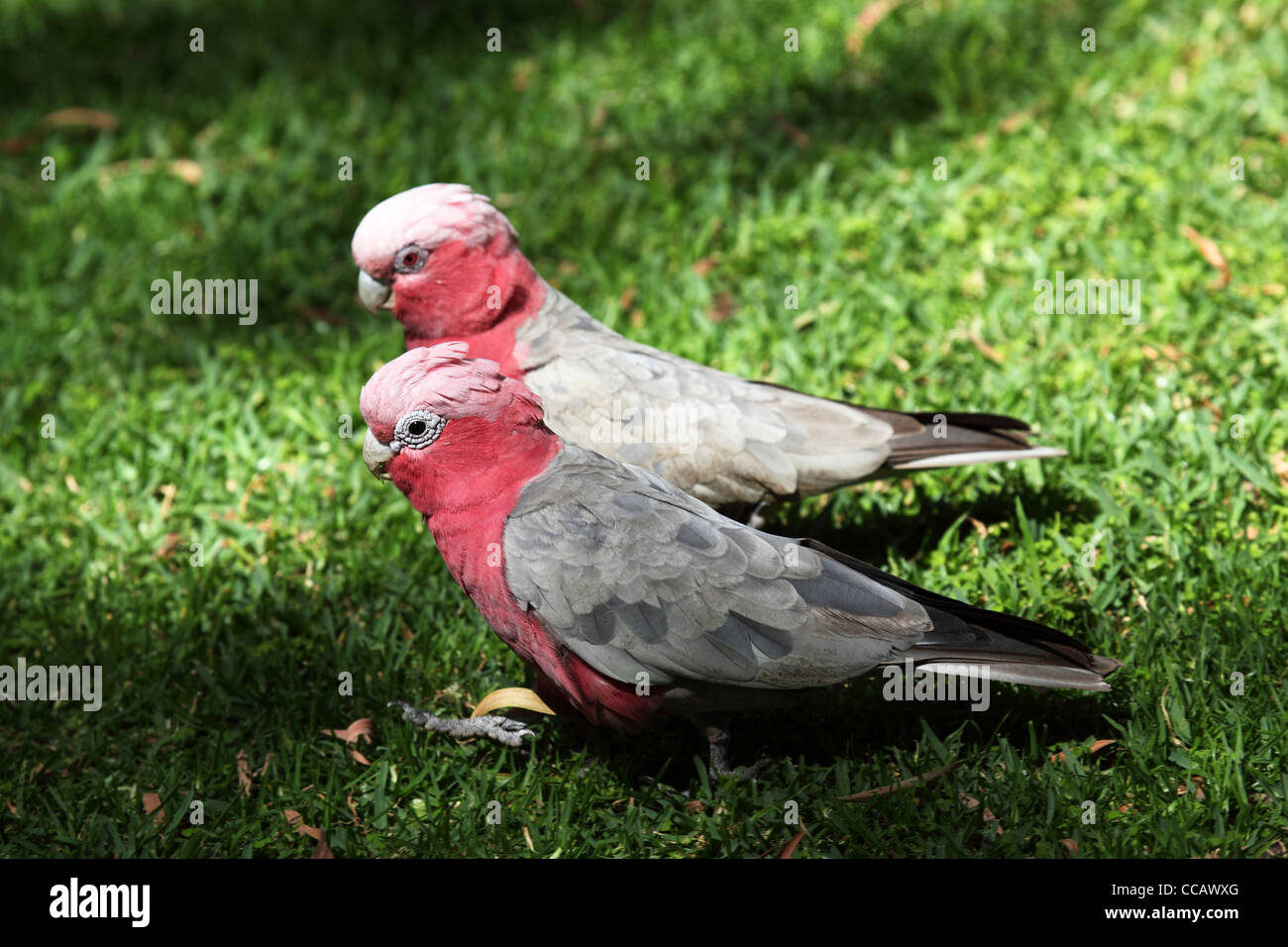 Two Galahs (Cacatua roseicapilla) walk on grass in Yanchep National ...