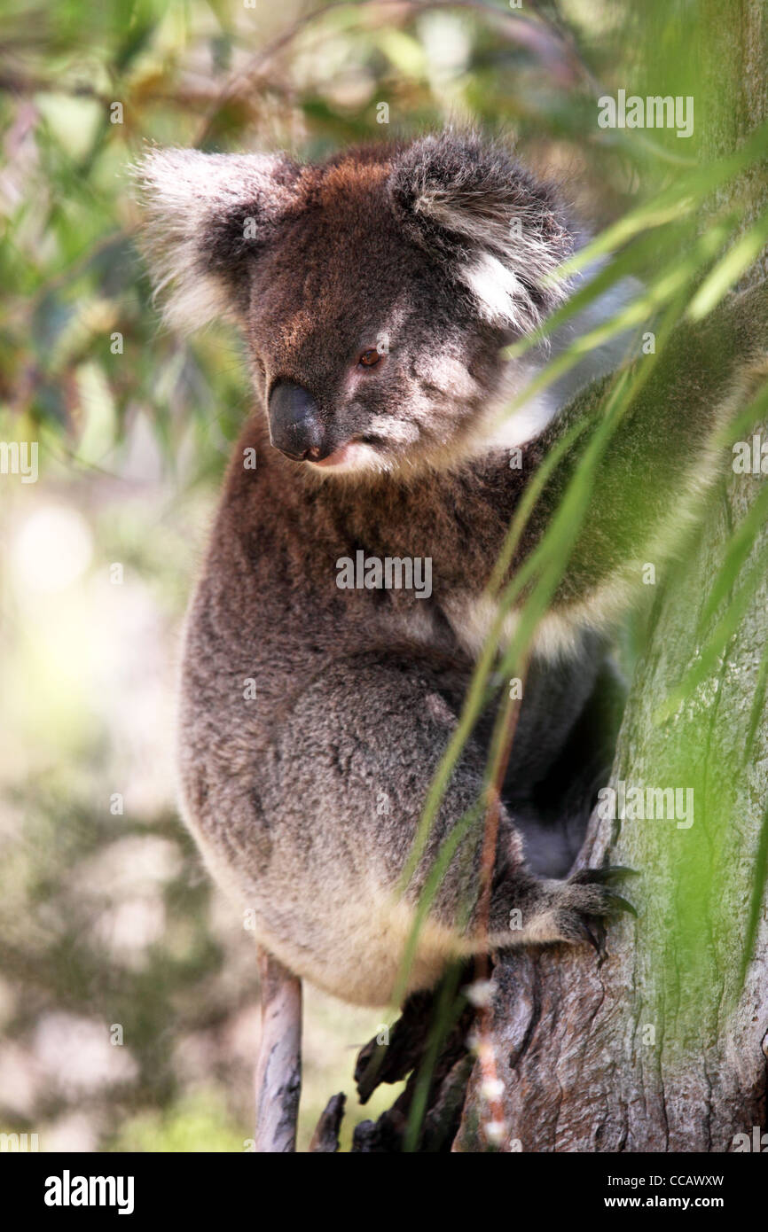 Koala in a eucalyptus tree, Yanchep National Park, Western Australia ...