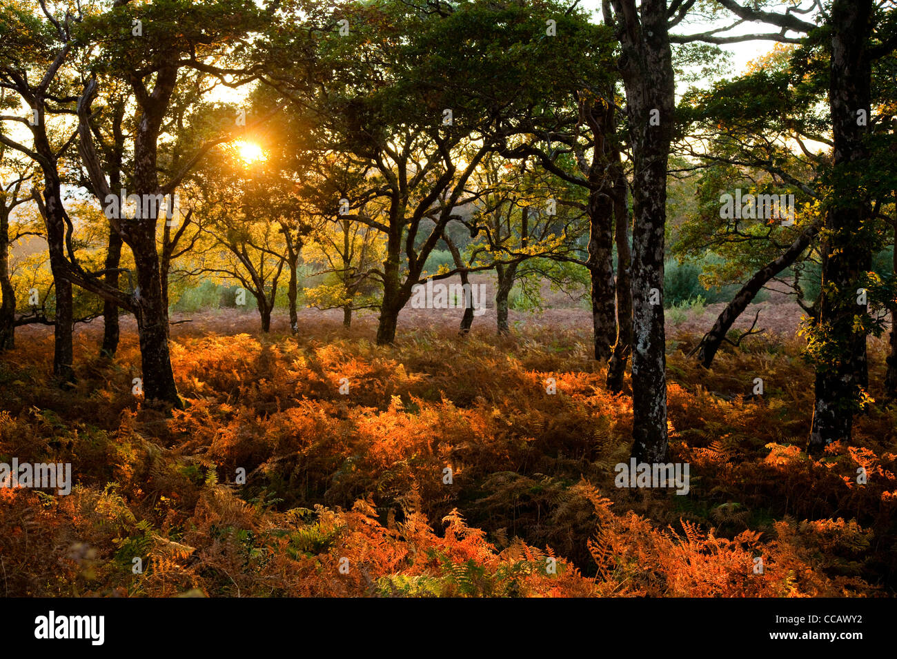 Ancient oak forest of ireland hi-res stock photography and images - Alamy
