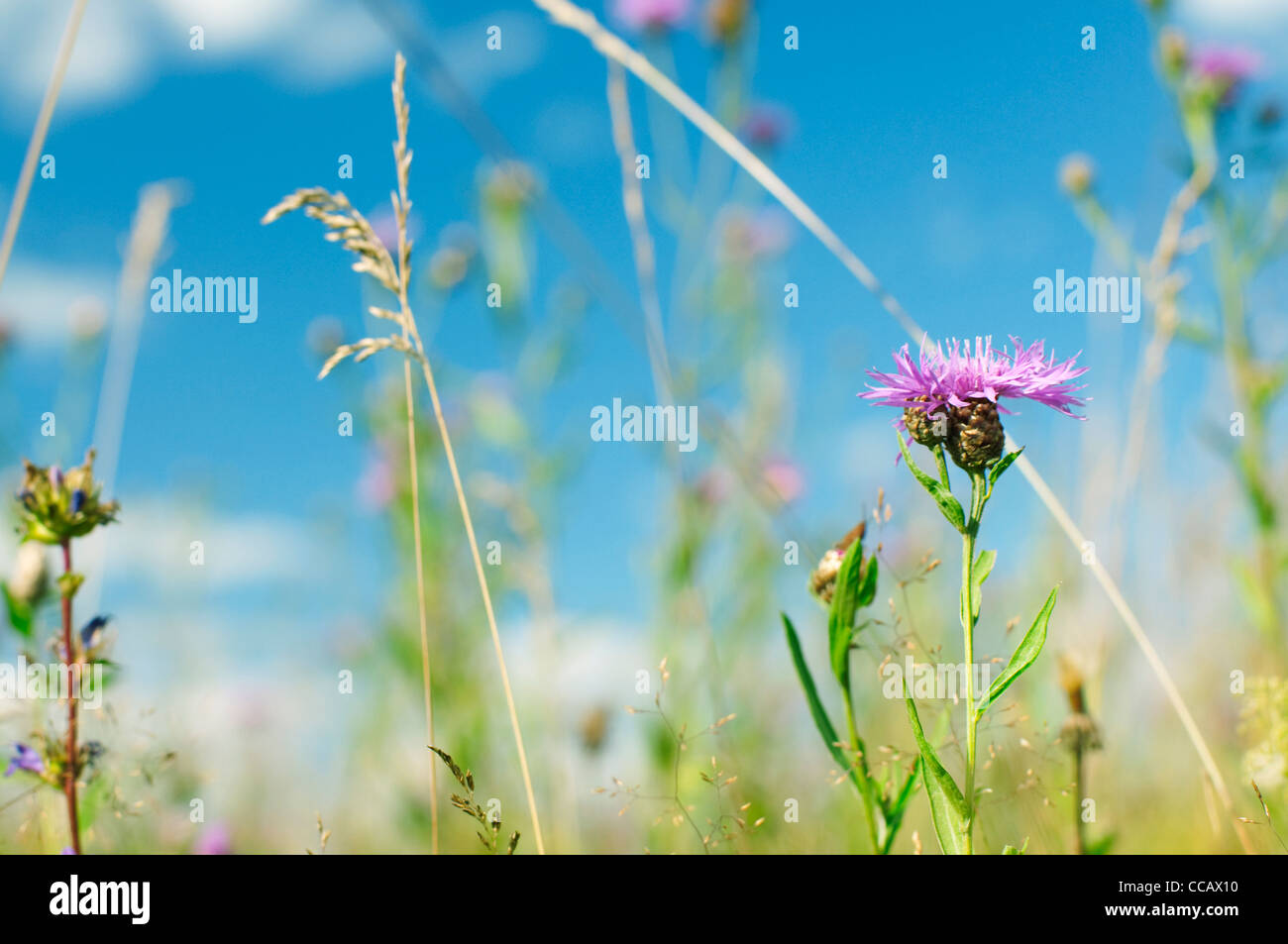 Blue late summer sky hi-res stock photography and images - Alamy