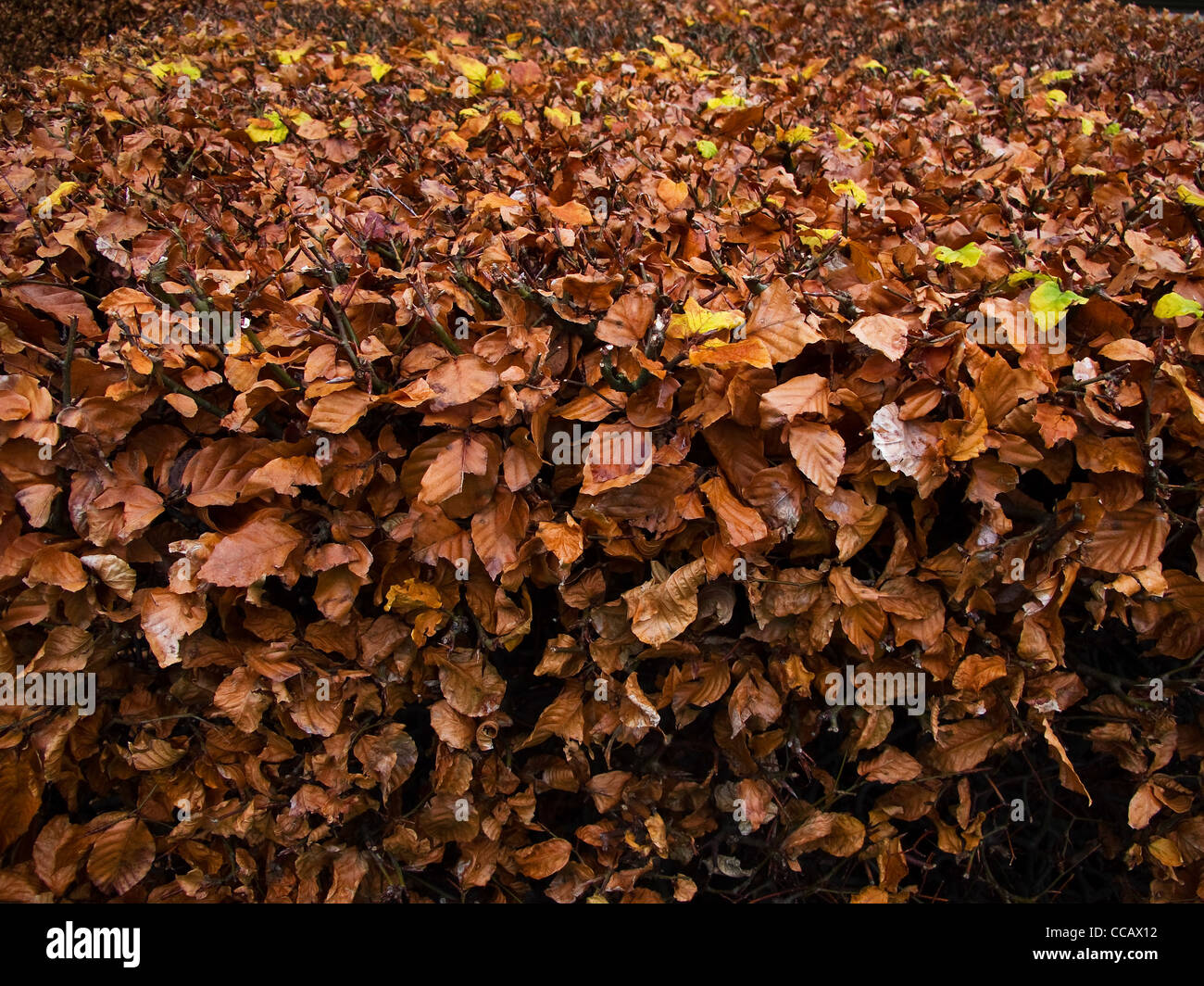 Beech autumn leaves on a hedge, Fagus sylvatica Stock Photo - Alamy