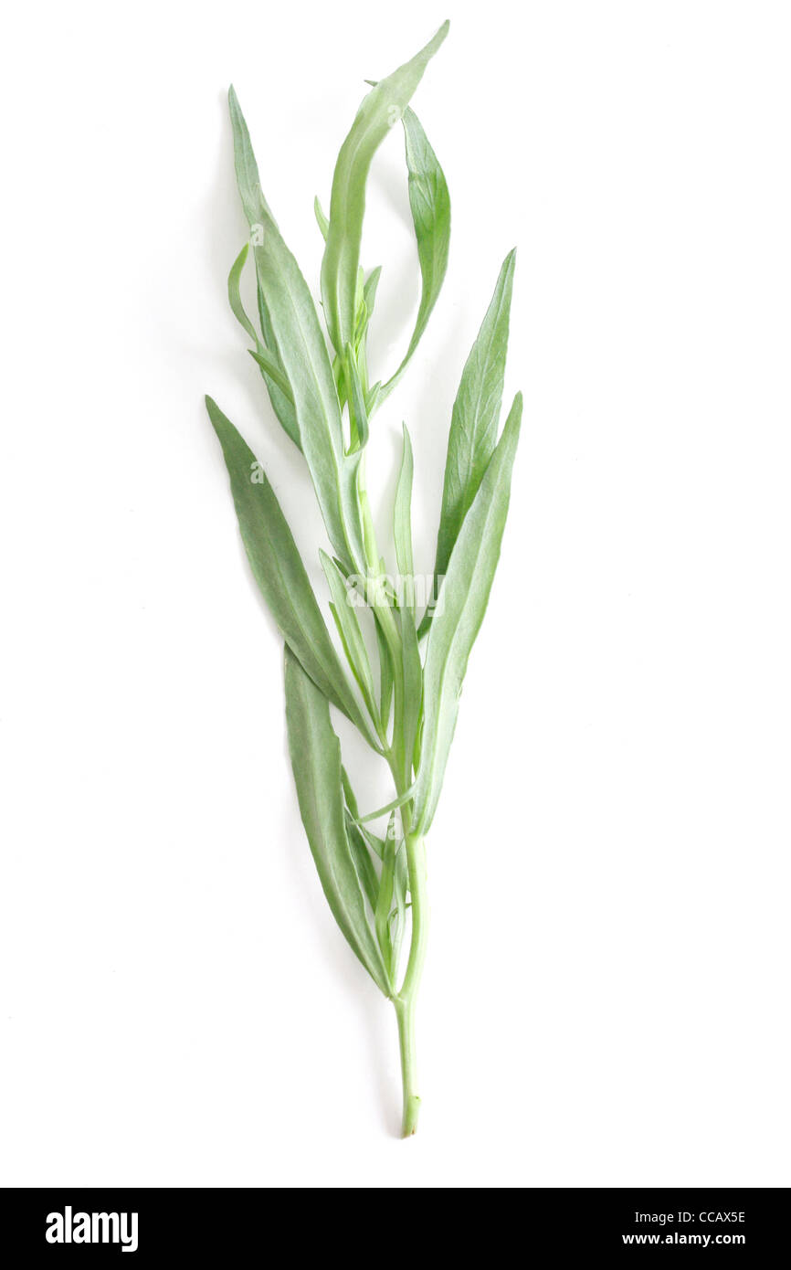 Tarragon herb hi-res stock photography and images - Alamy