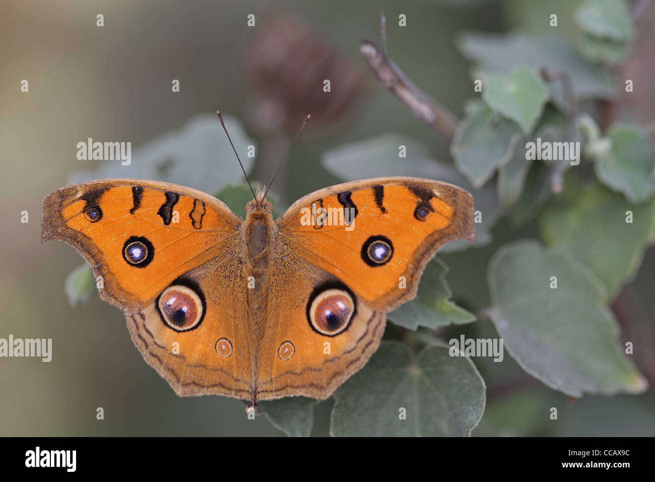 Peacock Pansy (Junonia almana Stock Photo - Alamy