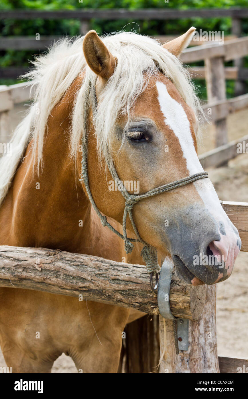 Ranch horse profile photograph hi-res stock photography and images - Alamy