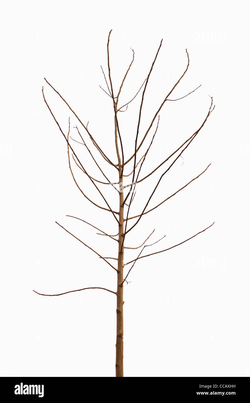 lonely young tree, without leaves, isolated on white background Stock ...