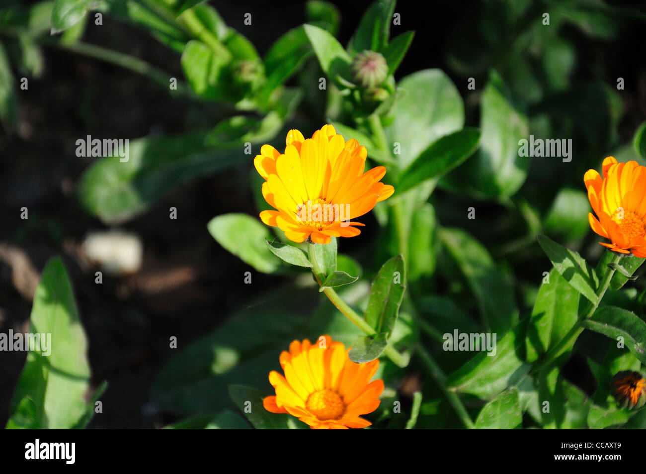 flowers calendula, medicinal plants, close-up Stock Photo - Alamy