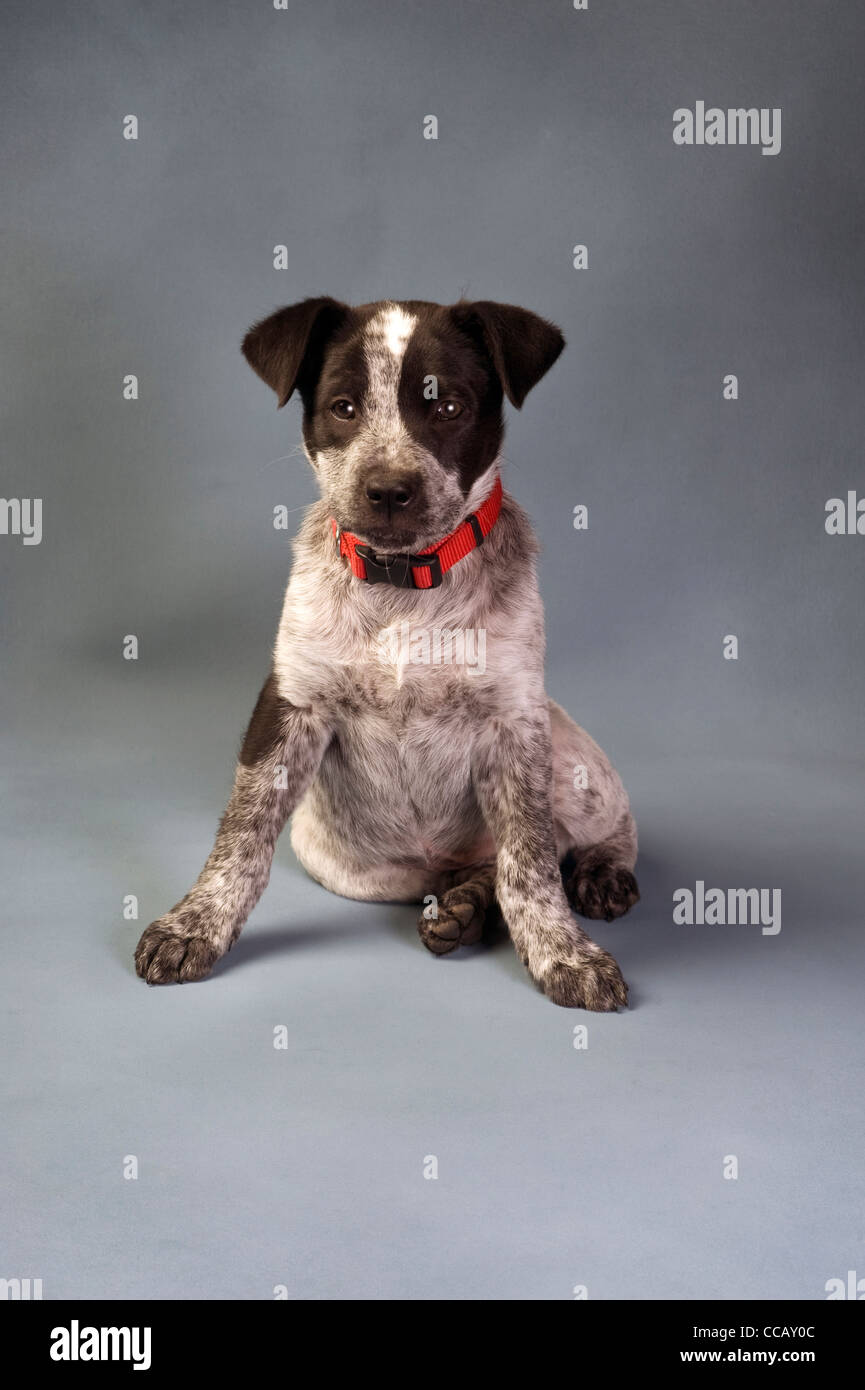 Blue Heeler Beagle Mix Puppies