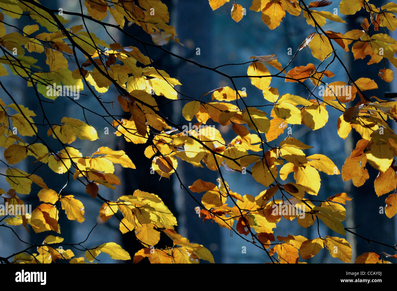 Autumn colors in the forest Stock Photo - Alamy