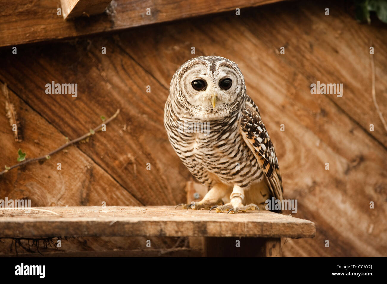 Strix rufipes hi-res stock photography and images - Alamy
