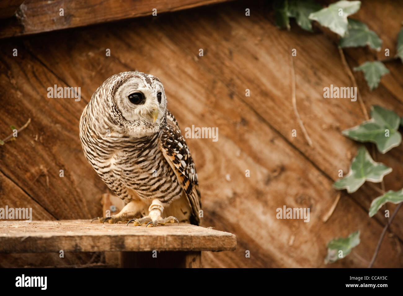 Rufous-legged Owl, Strix rufipes Stock Photo - Alamy
