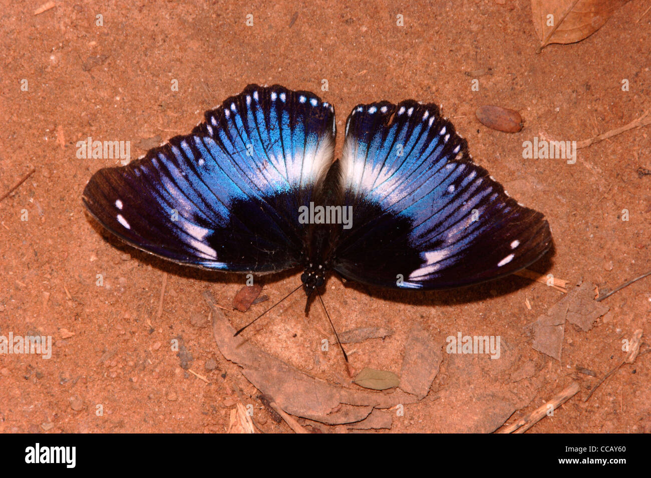 Blue diadem butterfly (Hypolimnas salmacis : Nymphalidae), male ...