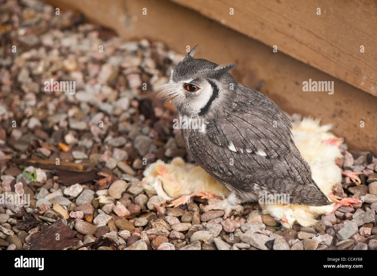 Northern White-faced Scops Owl, Ptilopsis leucotis Stock Photo - Alamy