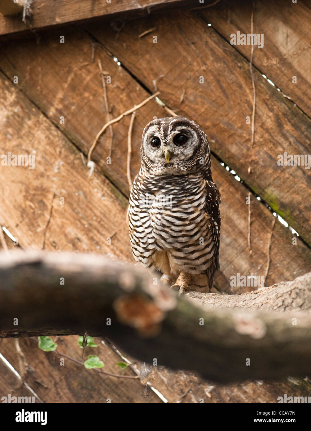 Strix Rufipes High Resolution Stock Photography and Images - Alamy