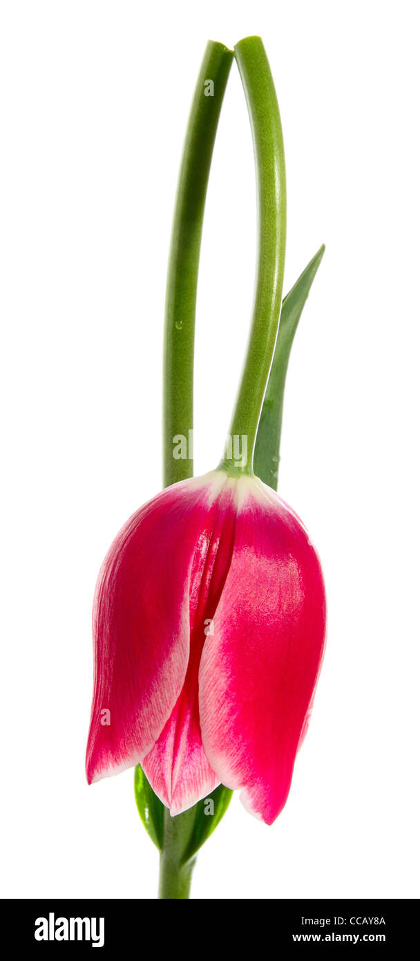 The broken tulip on a white background Stock Photo - Alamy