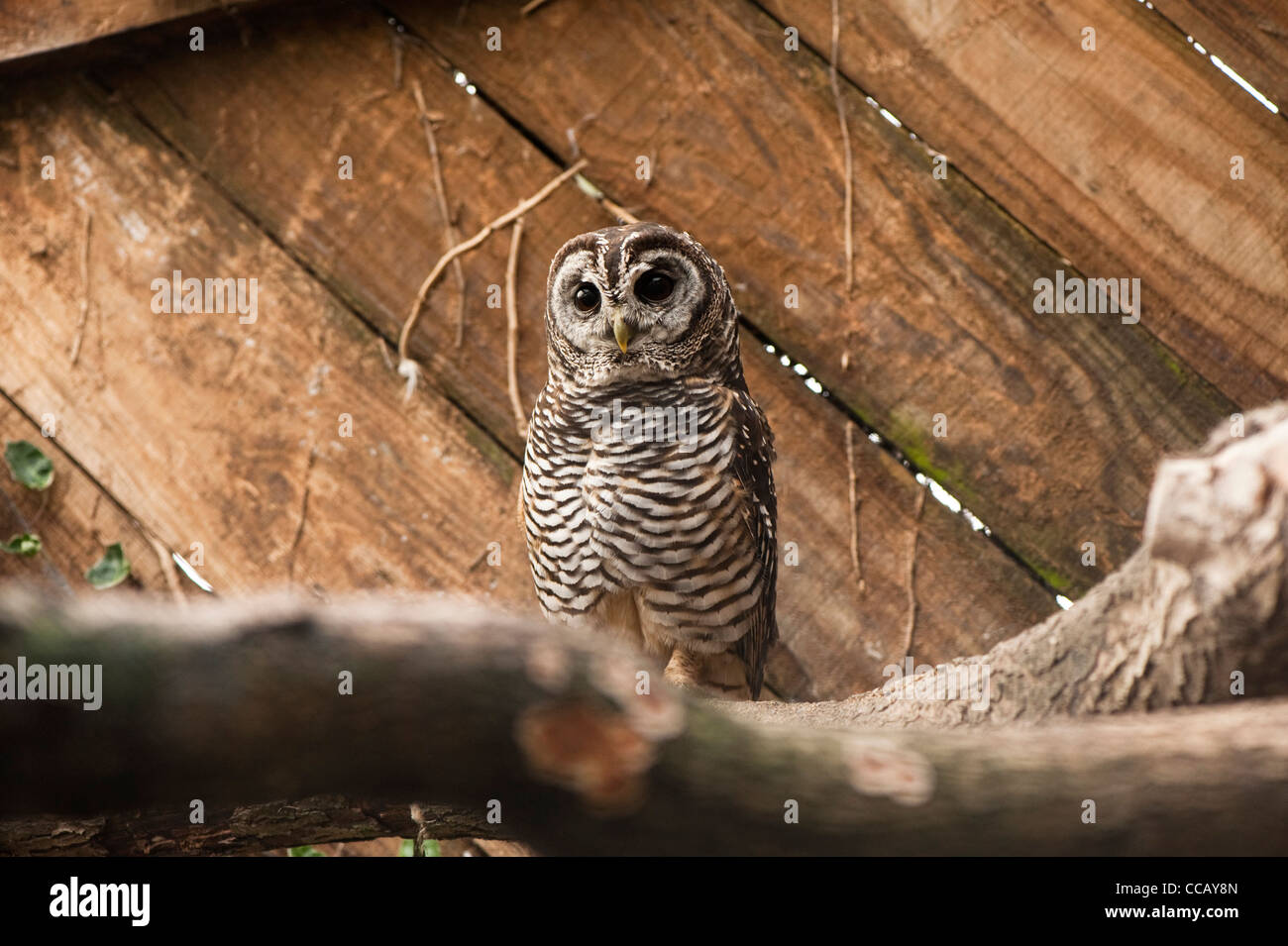 Rufous-legged Owl, Strix rufipes Stock Photo - Alamy